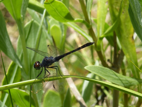 Seaside Dragonlet | Project Noah