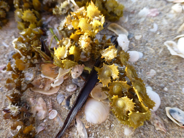 Spiny Leaf seaweed | Project Noah