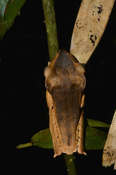 File-Eared Tree Frog / Borneo Eared Frog | Project Noah