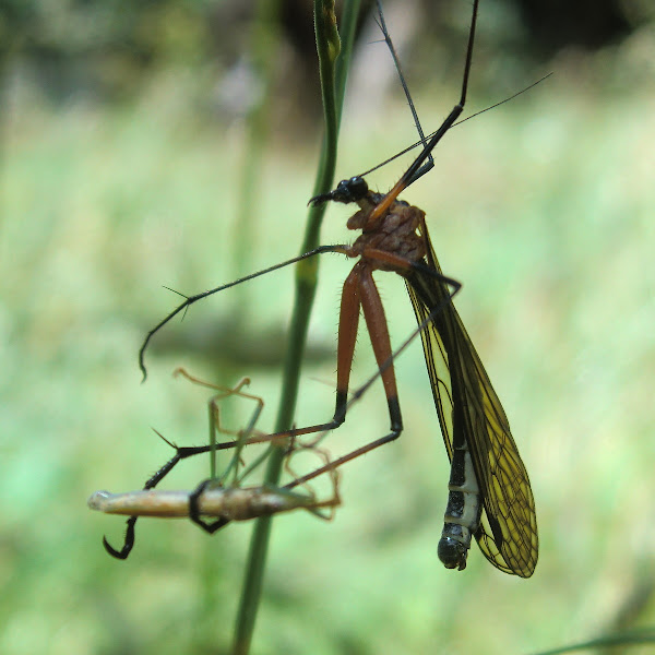 Hangfly with prey | Project Noah