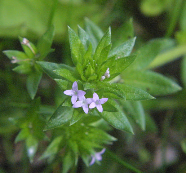 Field Madder | Project Noah