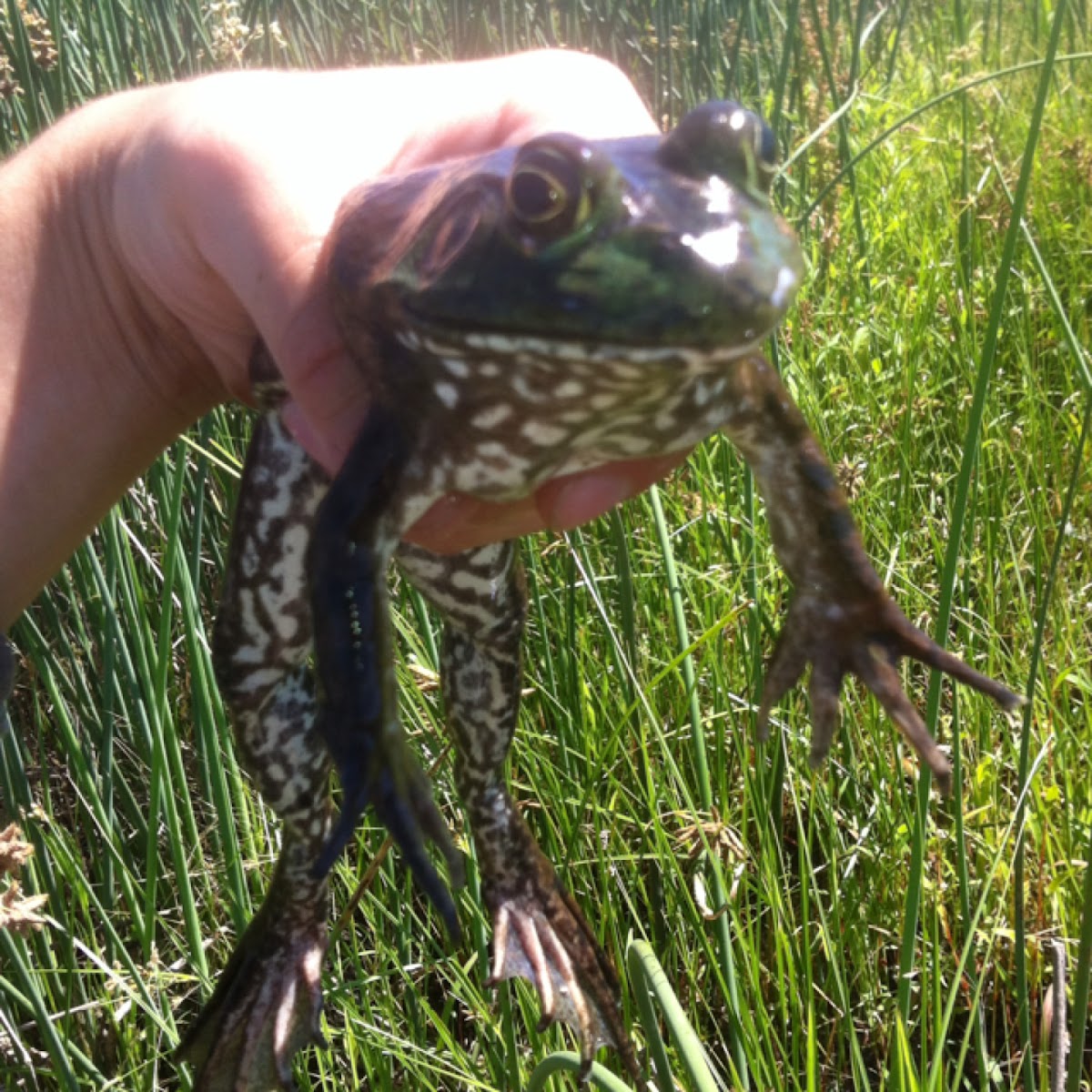 American Bullfrog | Project Noah