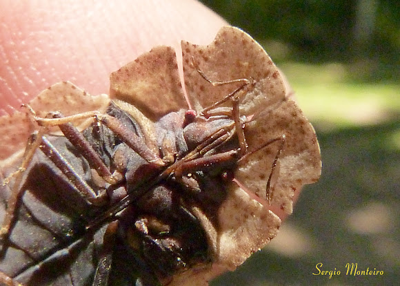 Bark bug | Project Noah