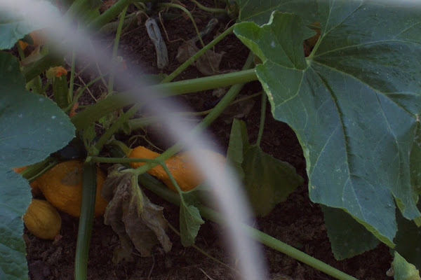 Yello Squash | Project Noah
