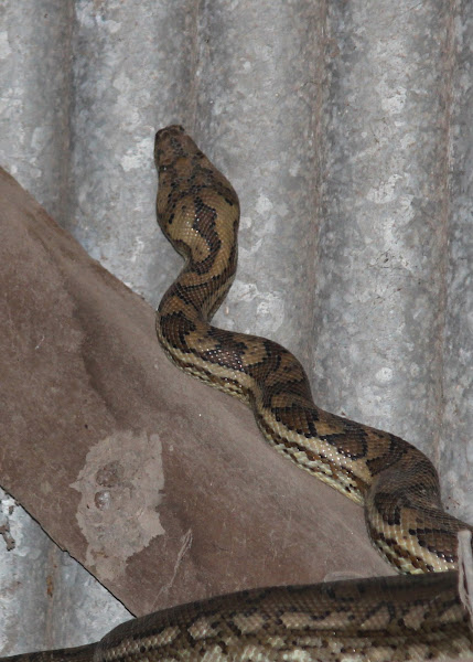 Carpet Python | Project Noah