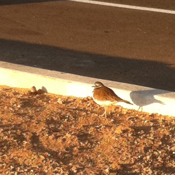 Killdeer | Project Noah