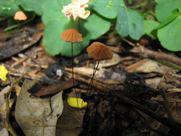 Pinwheel mushroom | Project Noah