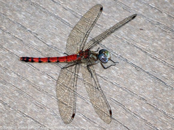 Blue-faced Meadowhawk dragonfly (female) | Project Noah