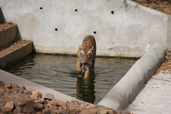 Royal Bengal Tiger | Project Noah