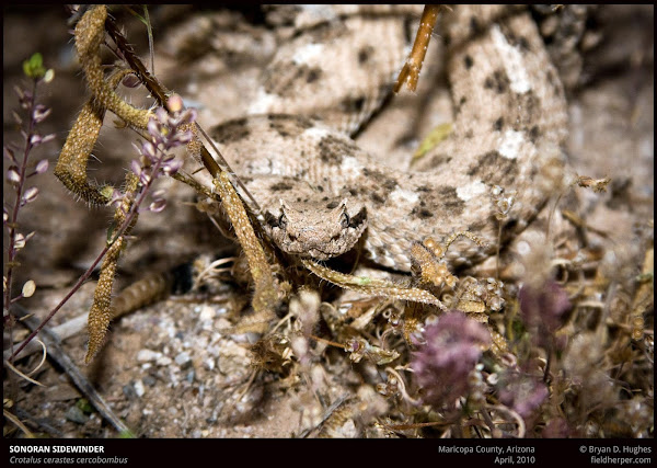 Sonoran Sidewinder | Project Noah