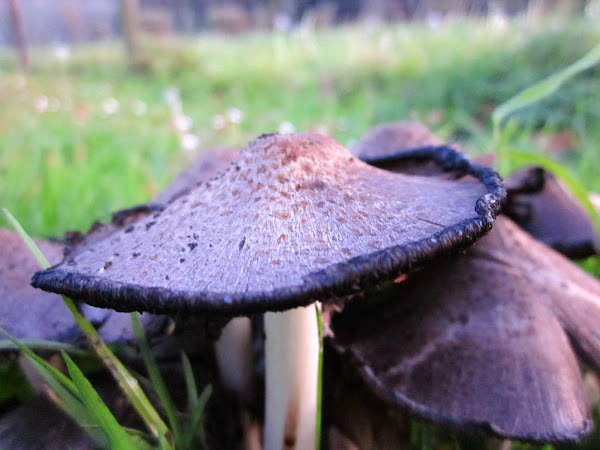 common ink cap or inky cap | Project Noah
