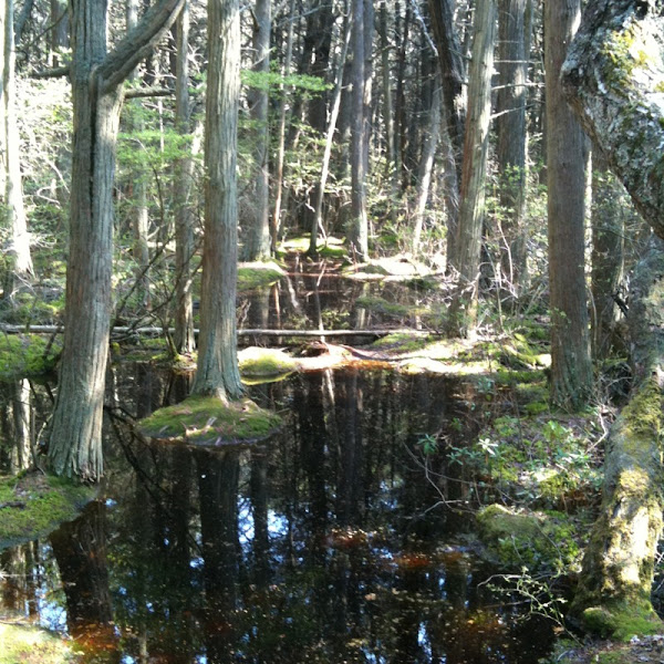 Atlantic white cedar | Project Noah