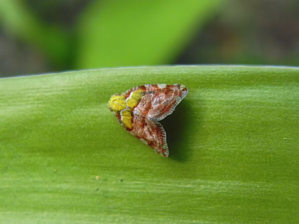 Ricaniid planthopper | Project Noah