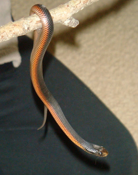 Baby Red-Bellied Black Snake | Project Noah