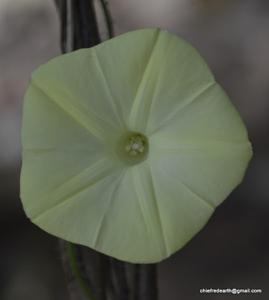 Grape-leaf Wood Rose | Project Noah