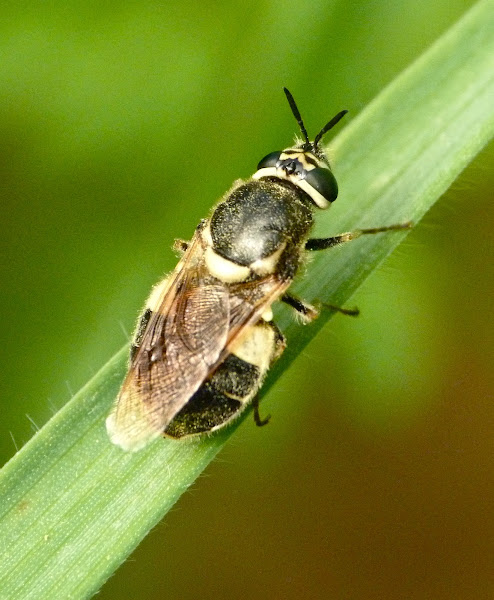 Soldier fly | Project Noah