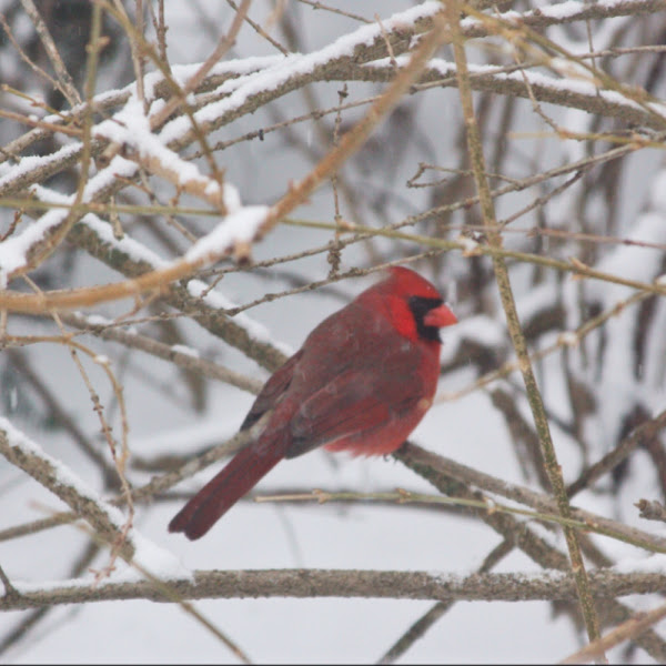 Northern Cardinal | Project Noah