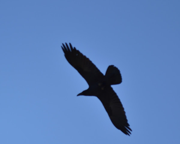 Common Raven | Project Noah