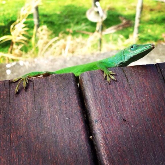 Hispaniolan green anole | Project Noah