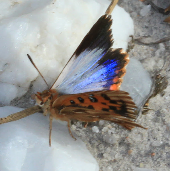 Dark opal | Project Noah