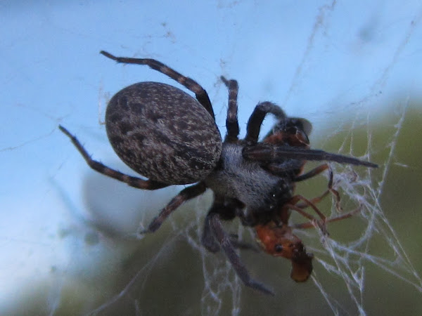 Brown House Spider | Project Noah