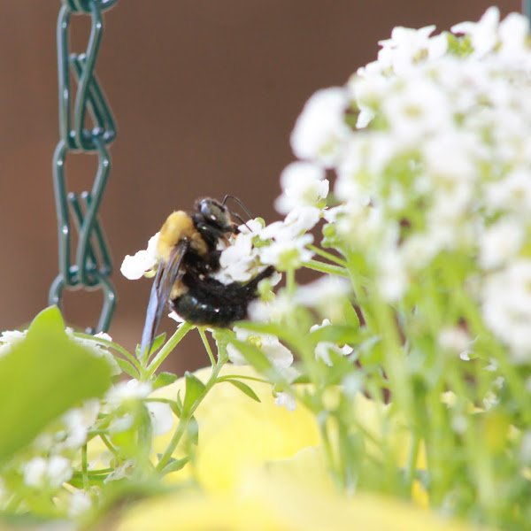 Insect Collection | Project Noah