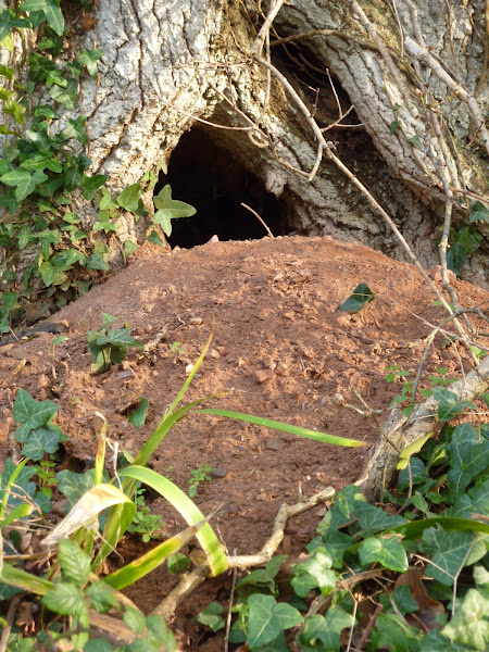 Devon hedge bank | Project Noah