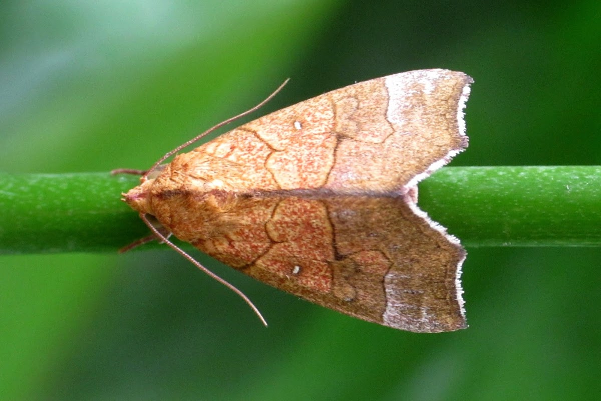 Cotton Looper, Tropical Anomis or White-pupiled Scallop Moth | Project Noah