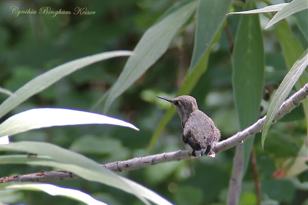(Fledgling) Anna's Hummingbird | Project Noah