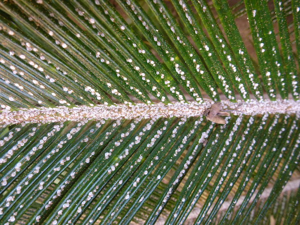 Asian Cycad Scale | Project Noah