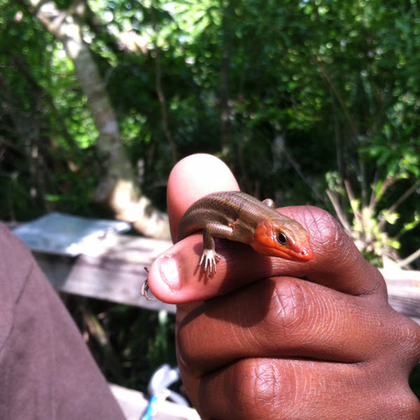 Red face skink | Project Noah