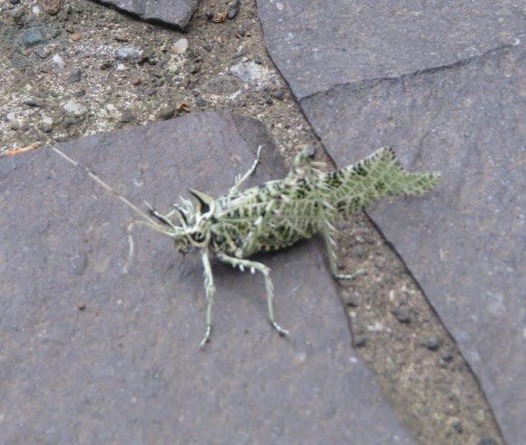 lichen katydid | Project Noah