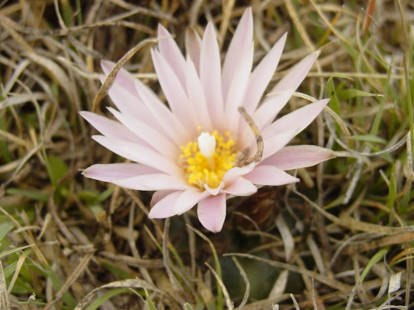 Falso peyote | Project Noah