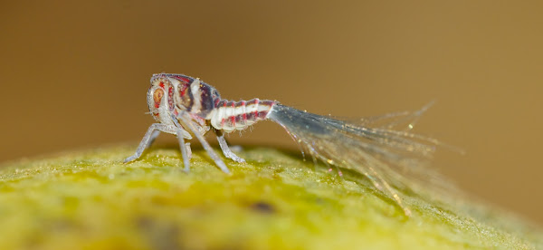 Planthopper Nymph | Project Noah