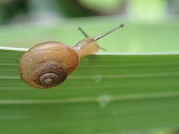 Snail | Project Noah