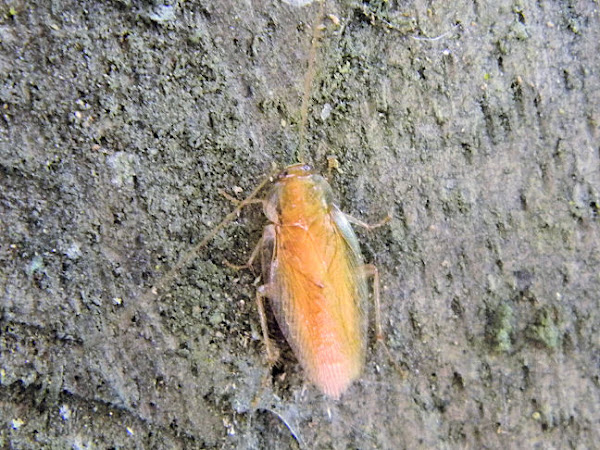 forest cockroach | Project Noah