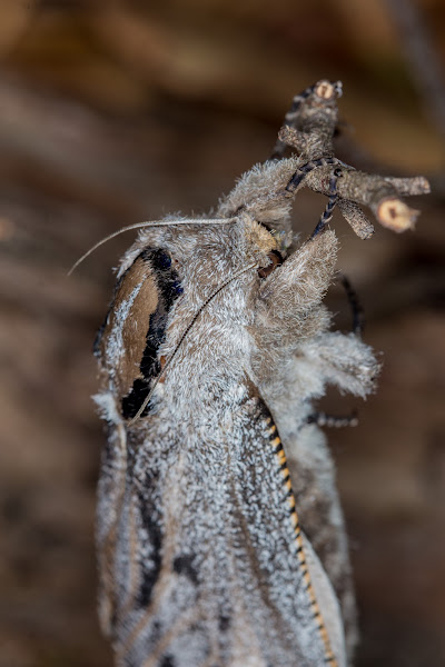 Wattle Goat Moth | Project Noah