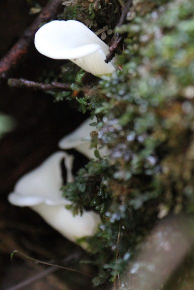 Angel Wings Mushroom | Project Noah