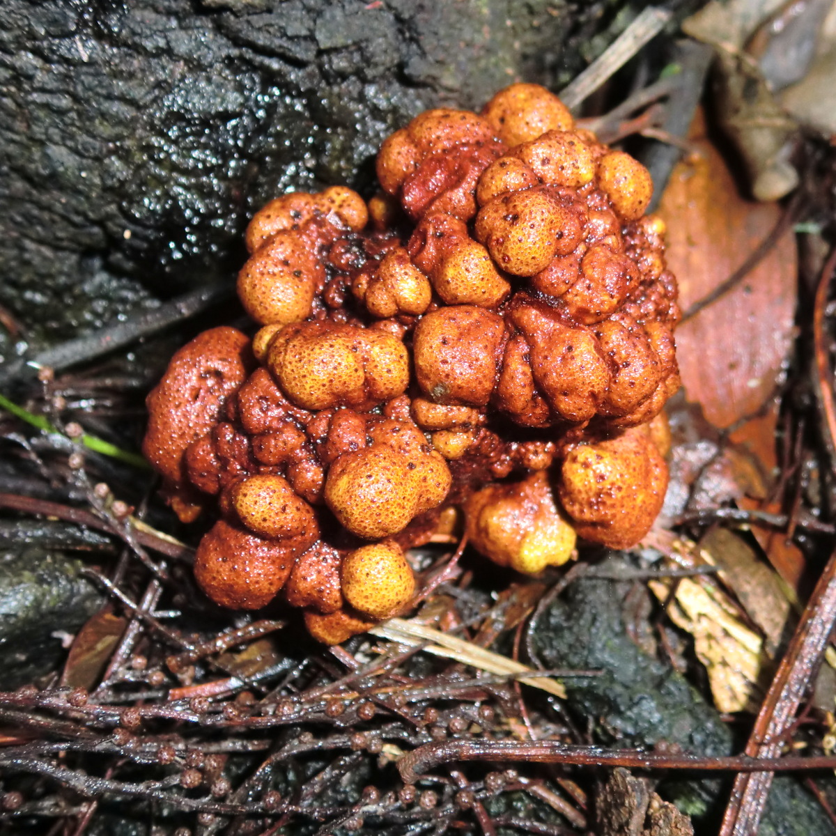 Fungus induced acacia galls | Project Noah