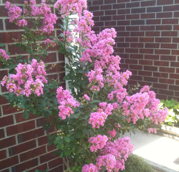 Crepe Myrtle | Project Noah