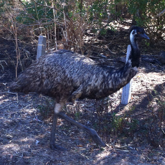Emu ♂ | Project Noah