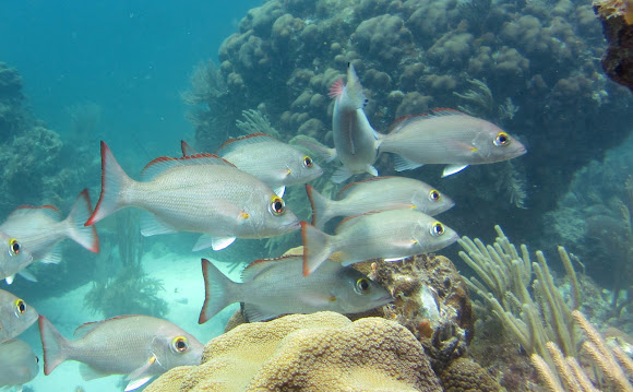 Mahogany snapper | Project Noah