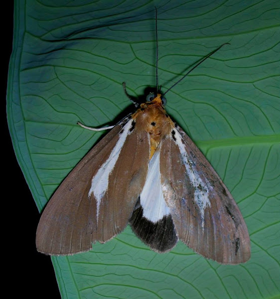 Snouted Tiger Moth | Project Noah