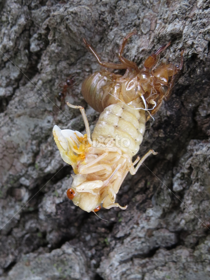 Cicada Coming Out Of Shell