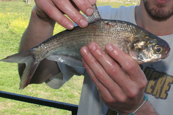 American Gizzard Shad | Project Noah
