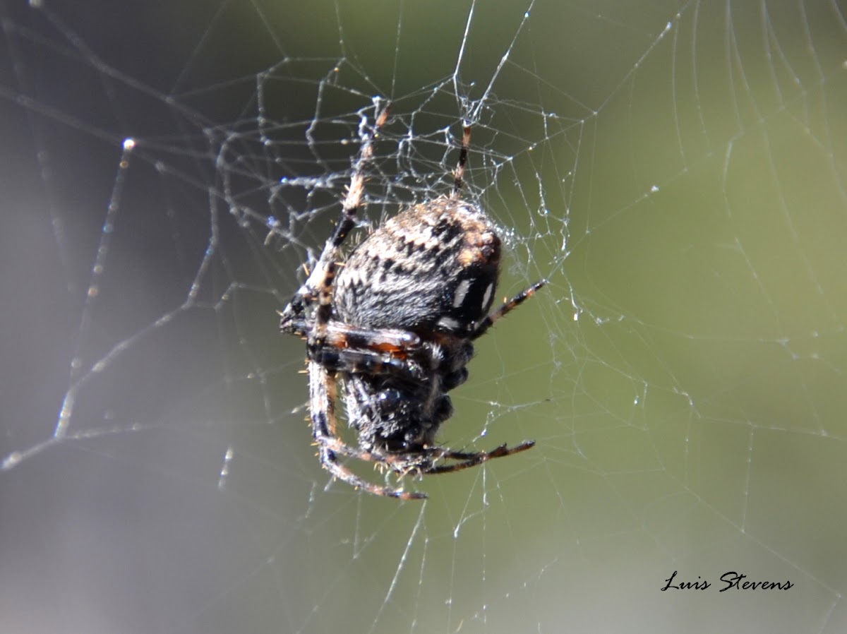 Spotted Orbweaver | Project Noah