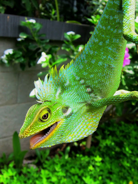 Maned Forest Lizard | Project Noah