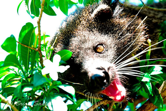 Palawan bear cat | Project Noah