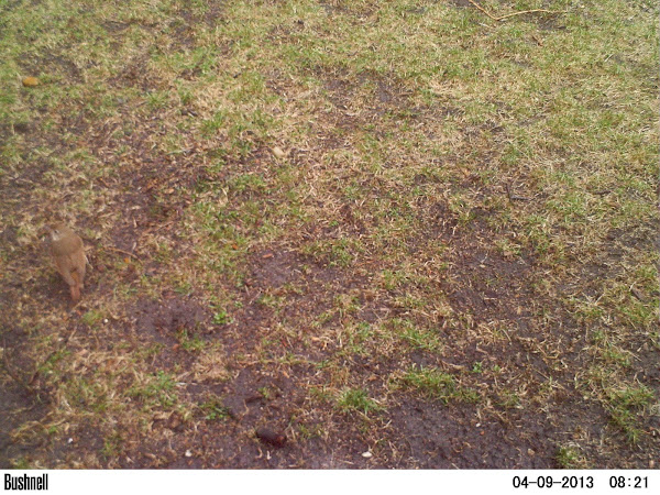 Hermit thrush | Project Noah