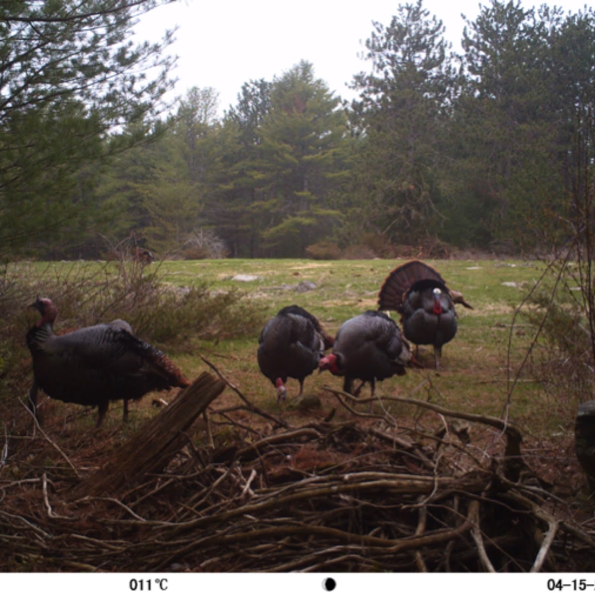 Wild turkey and crow | Project Noah